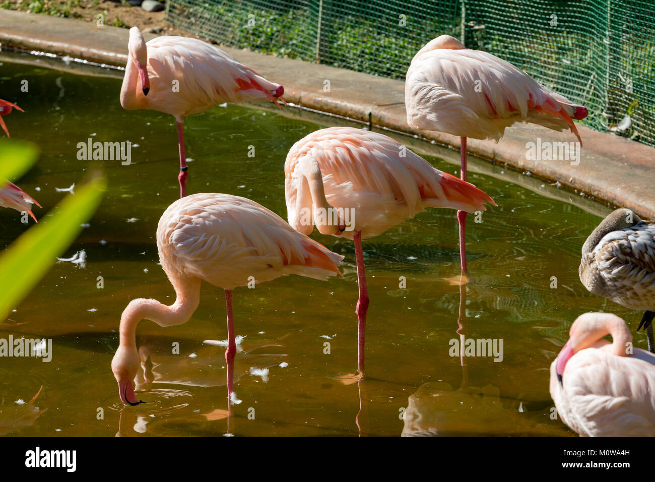 Hong Kong China Asia Jan 14, 2018 Flamingos in Kowloon park Stock Photo ...