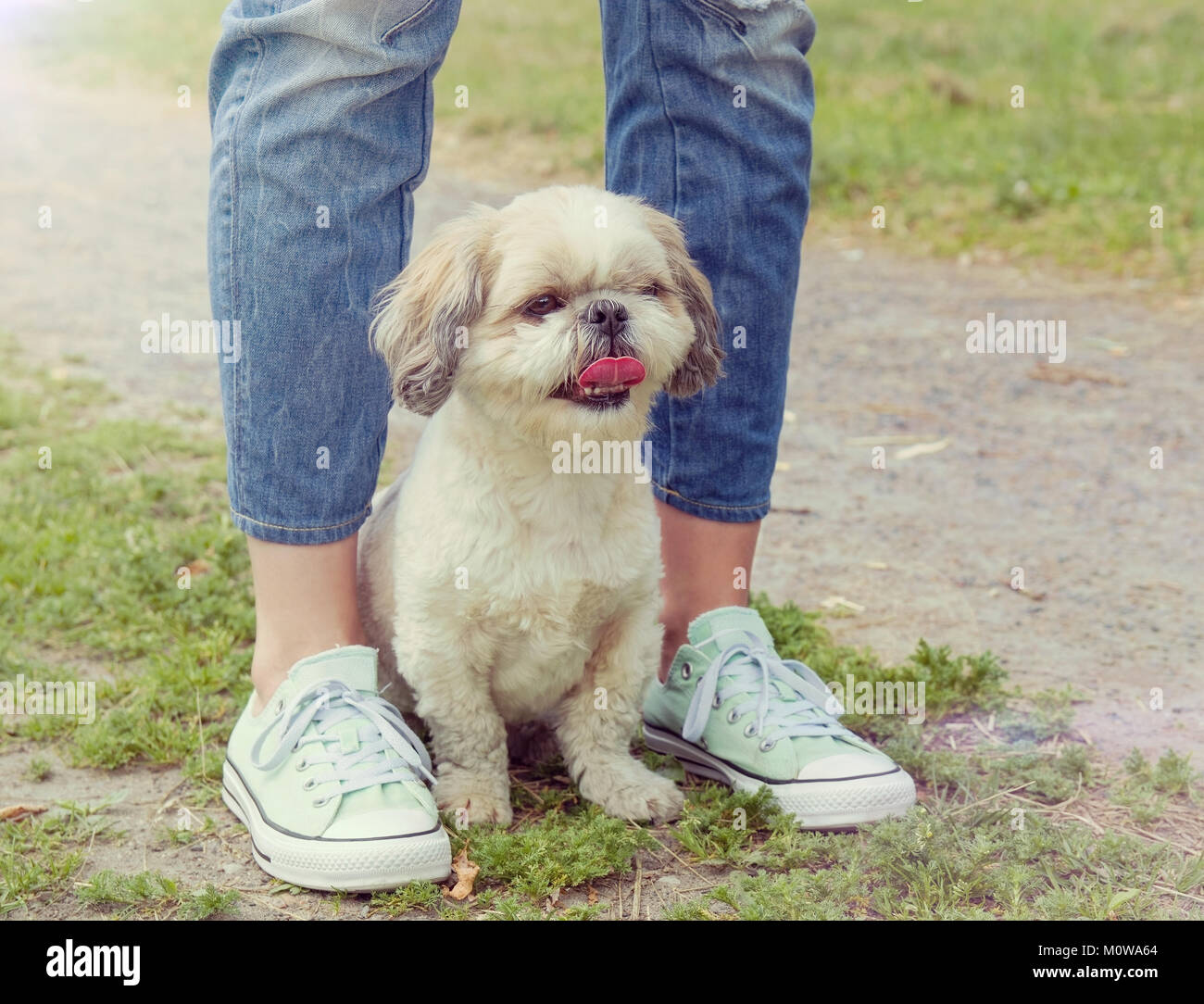 Shitzu and human hi-res stock photography and images - Alamy