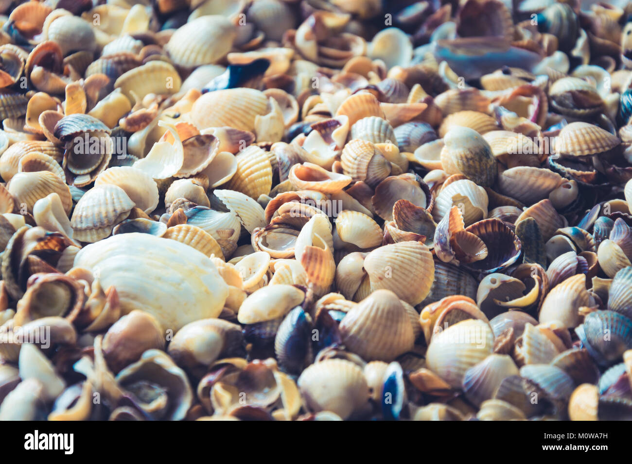 Natural small seashells on the shore. Close-up texture for background ...