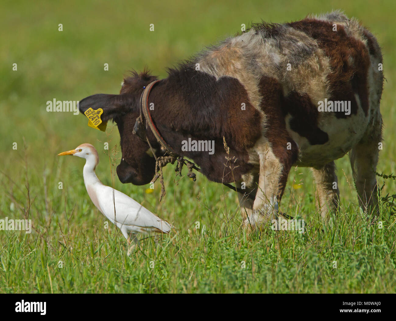 Insect eater cattle hi-res stock photography and images - Alamy