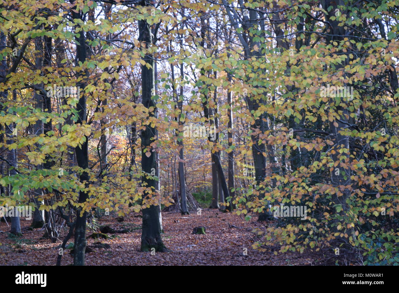 Slindon estate hi-res stock photography and images - Alamy