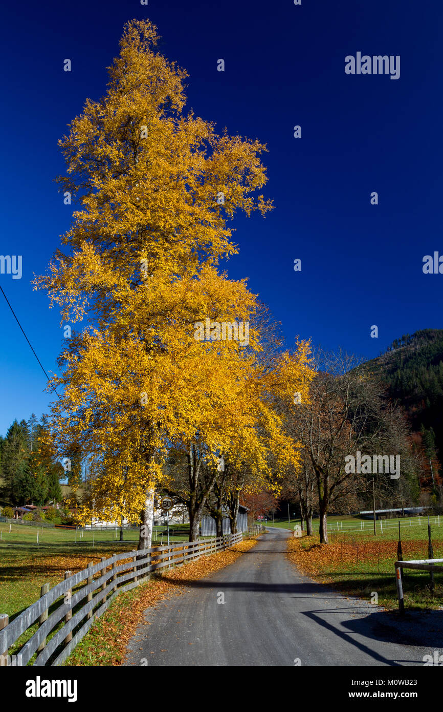 Roadside trees roadside trees hi-res stock photography and images - Alamy