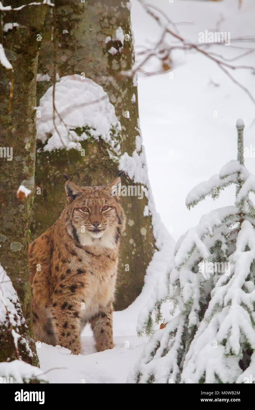 Eurasian lynx (Lynx lynx) in the snow in the animal enclosure in the ...