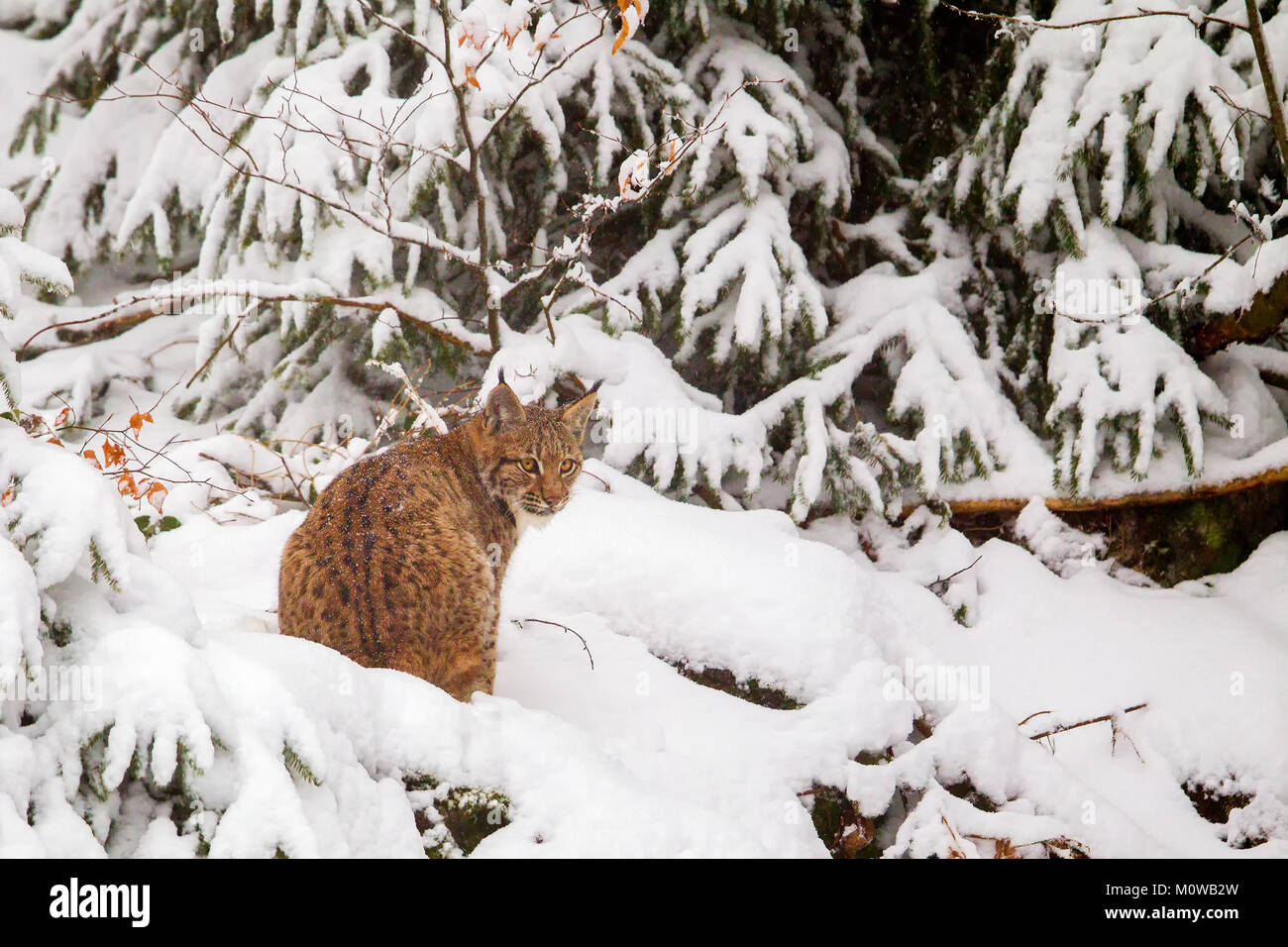 Young Eurasian lynx (Lynx lynx) in the snow in the animal enclosure in ...