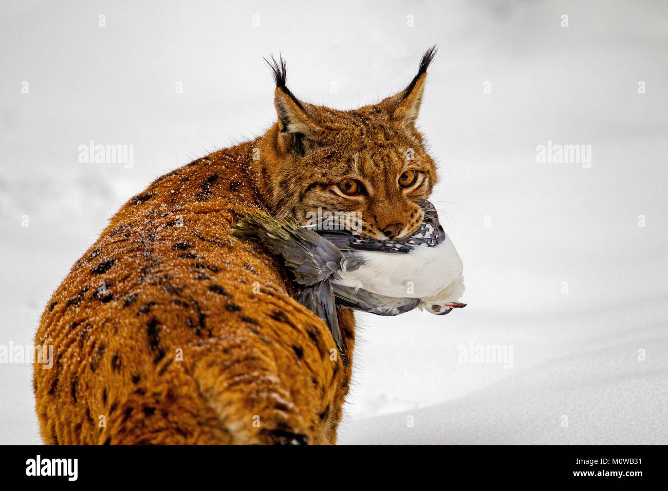 Lynx animal prey eating hi-res stock photography and images - Alamy