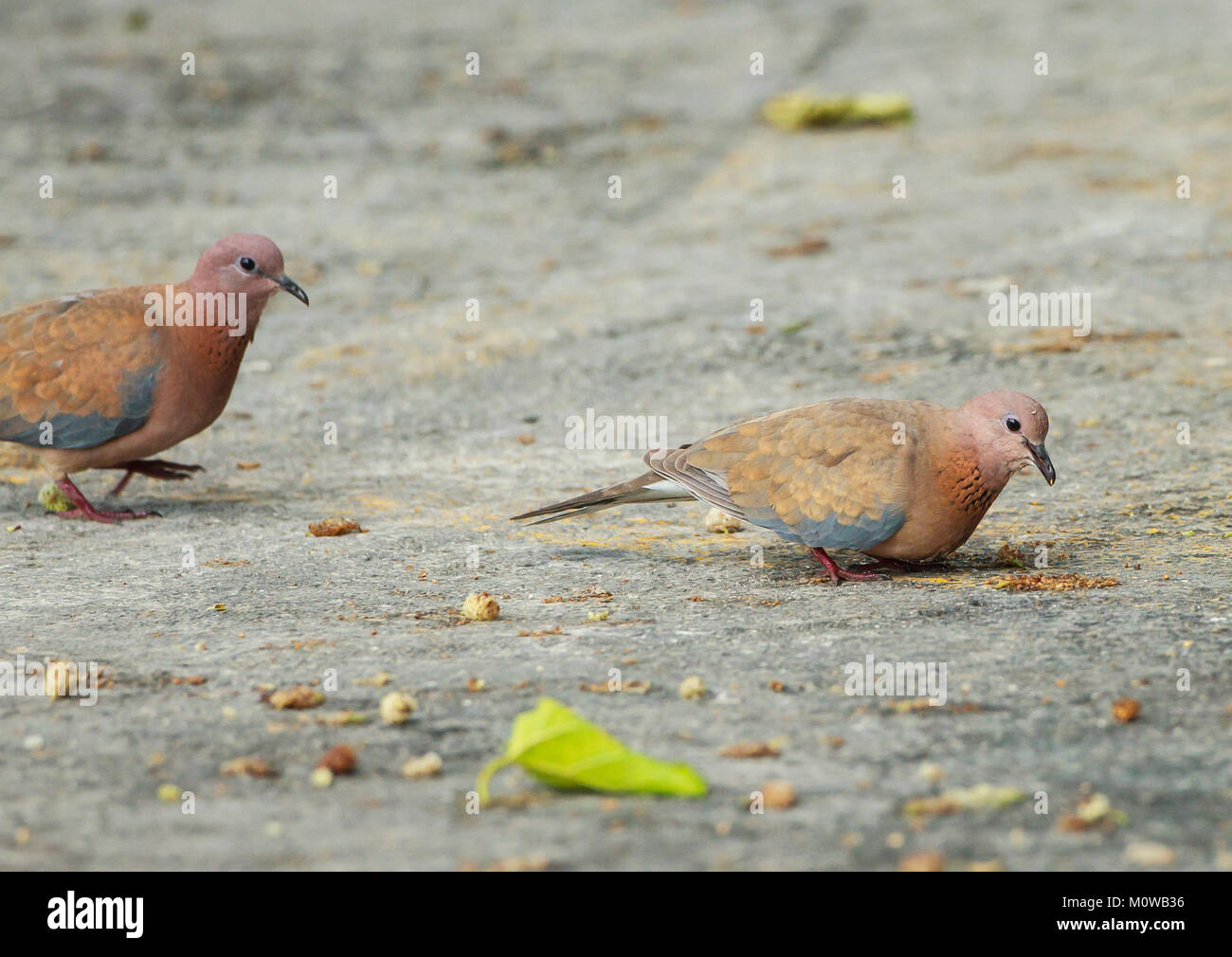 Laughing doves Spilopelia senegalensis turkey Stock Photo - Alamy