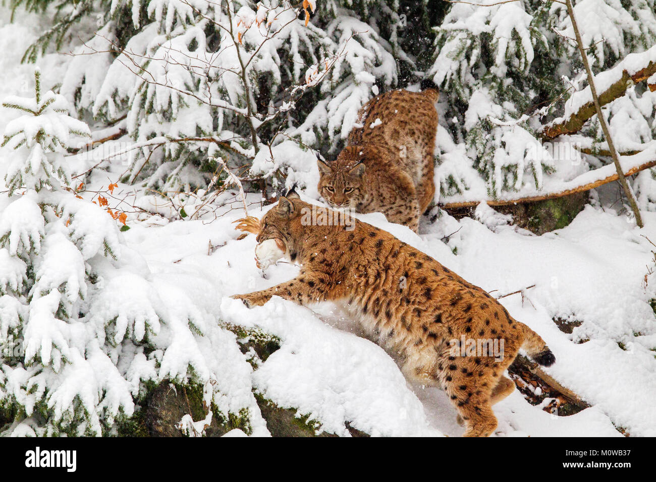 Eurasian lynx (Lynx lynx), mother bringing food to her kitten, in the ...