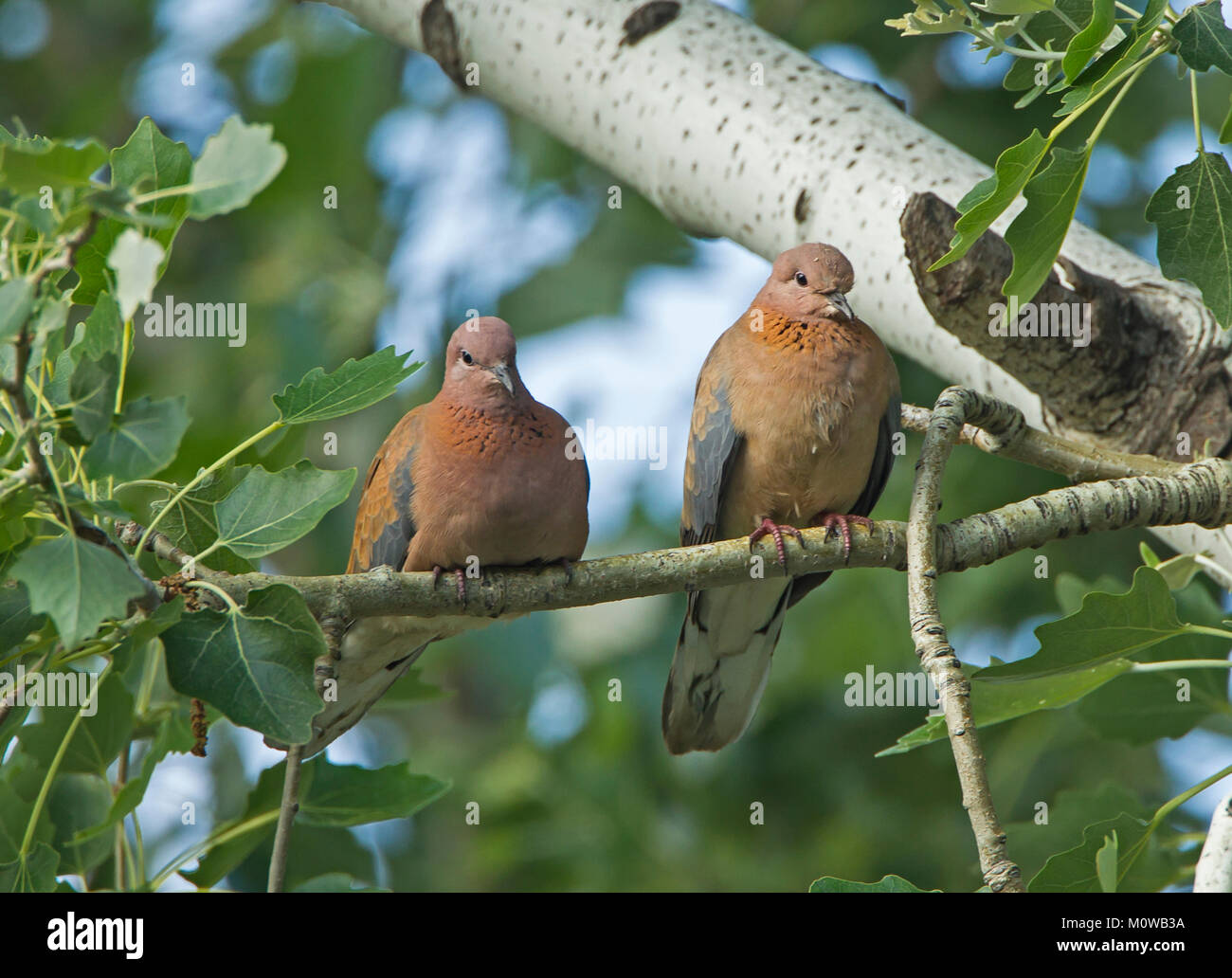 Laughing doves Spilopelia senegalensis turkey Stock Photo - Alamy