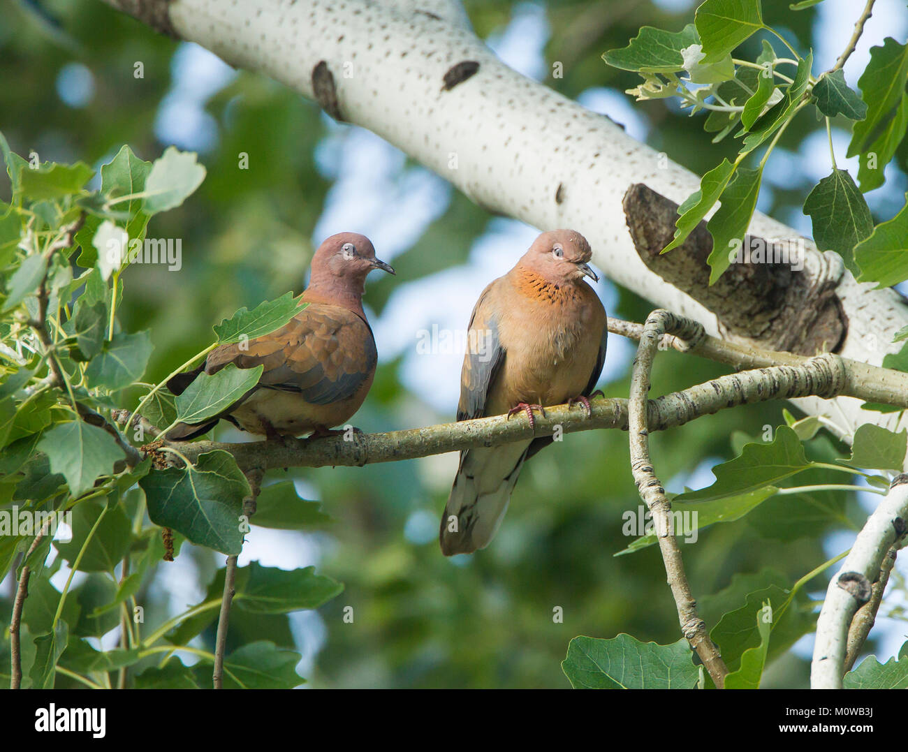 Laughing doves Spilopelia senegalensis turkey Stock Photo - Alamy