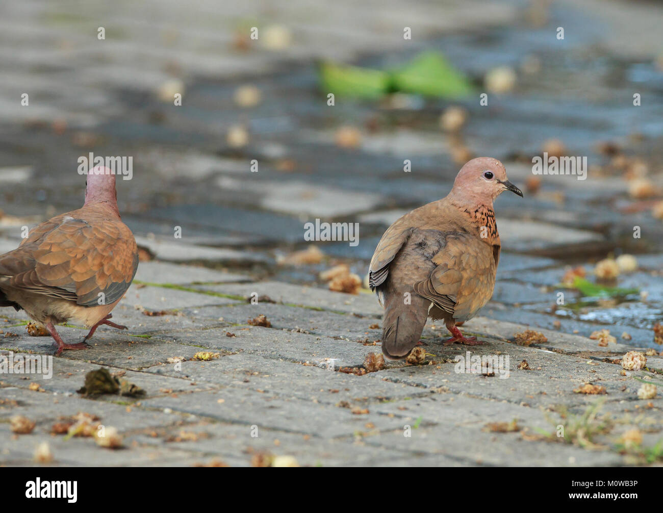 Laughing doves Spilopelia senegalensis turkey Stock Photo - Alamy