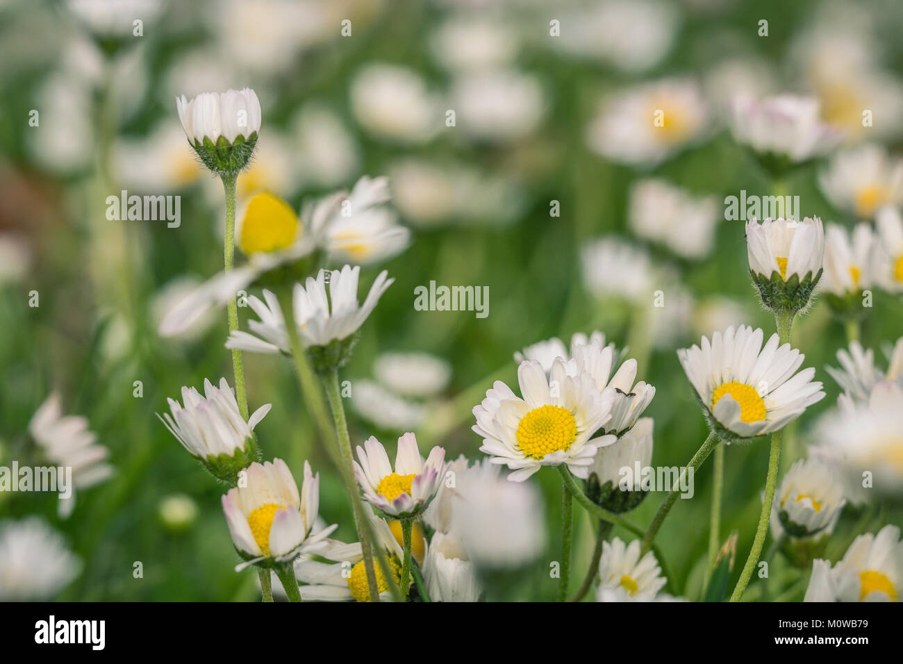 Field of Daisies Stock Photo - Alamy