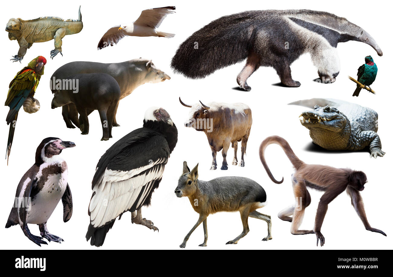 collection of different reptiles; birds; mammal animals and insects ...