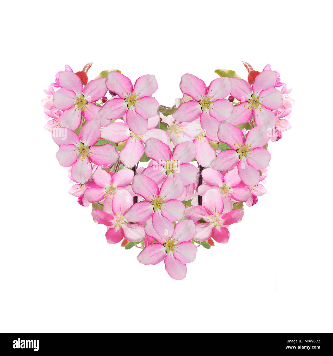 Pink cherry blossom on Cut Out Stock Images & Pictures - Alamy