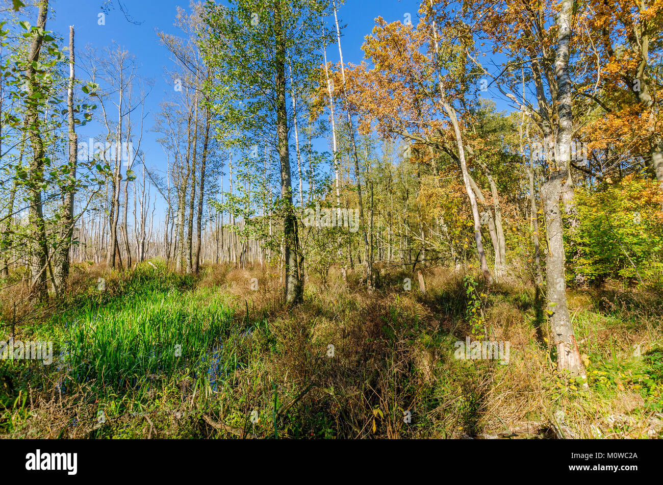 Freshwater swamp forest kampinos park hi-res stock photography and ...