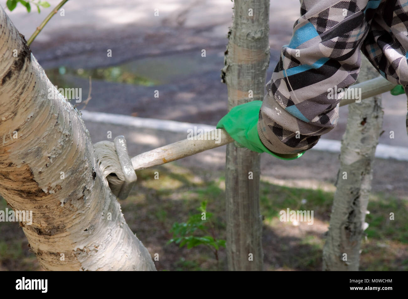 Work on the whitewashing of trees Stock Photo - Alamy