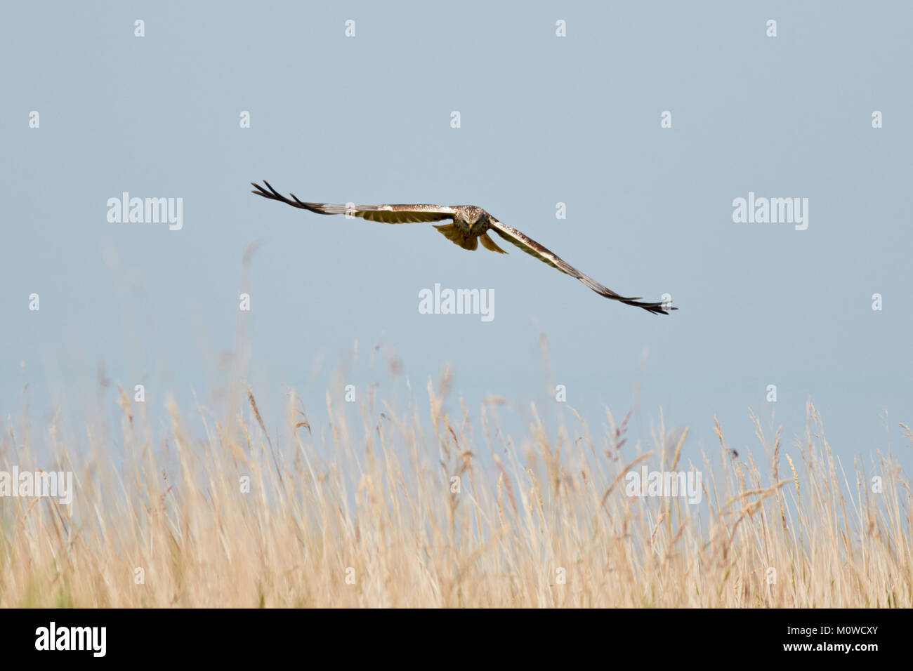 Marsh Harrier in flight over reeds, Norfolk Broads, Norfolk, UK Stock ...