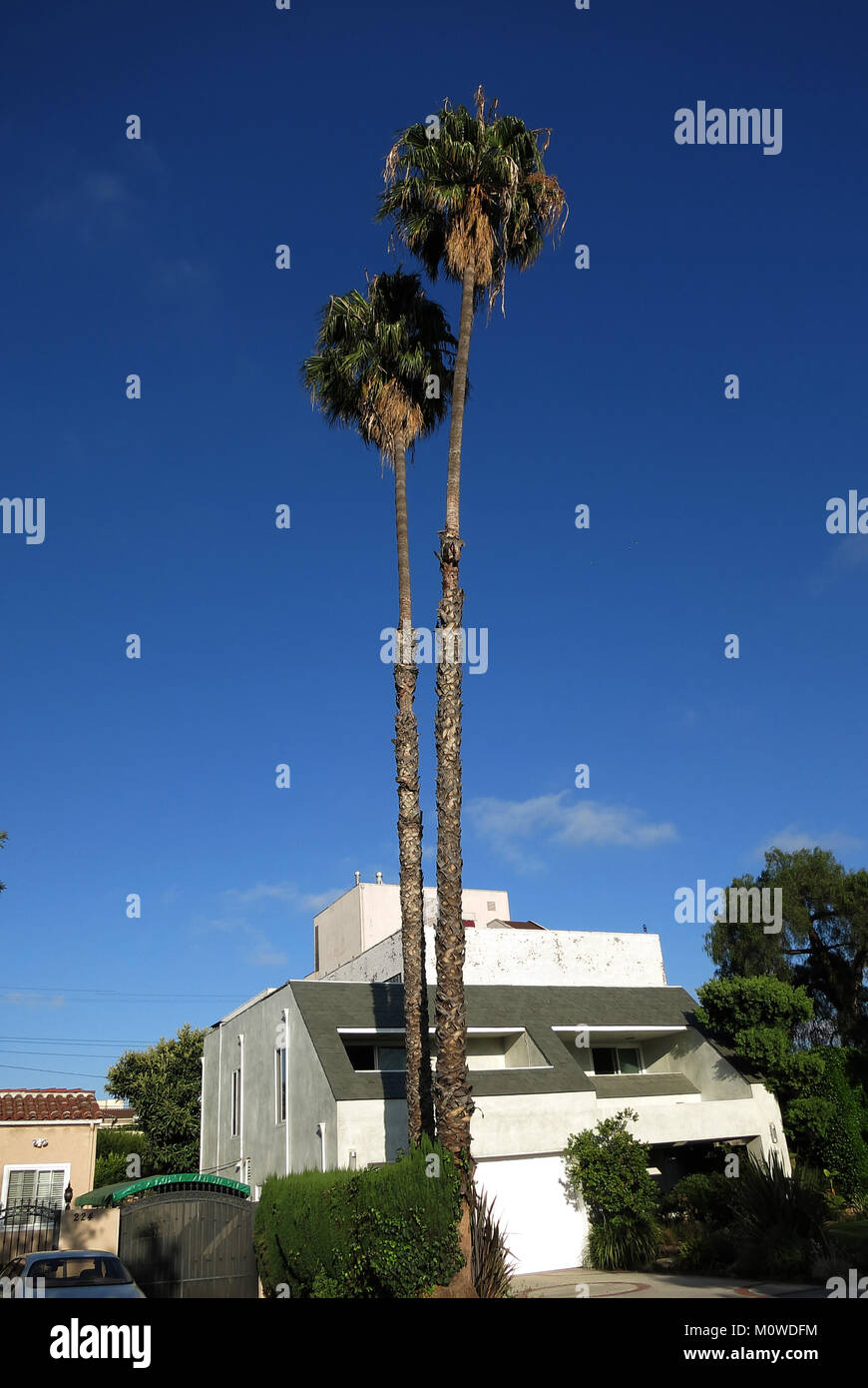 Palm trees in Los Angeles, California, USA Stock Photo - Alamy