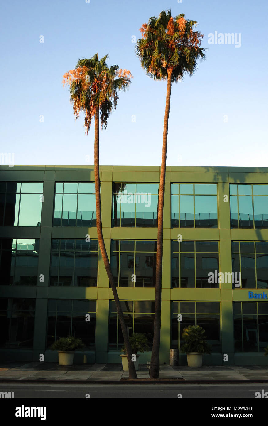 Palm trees in Los Angeles, California, USA Stock Photo - Alamy