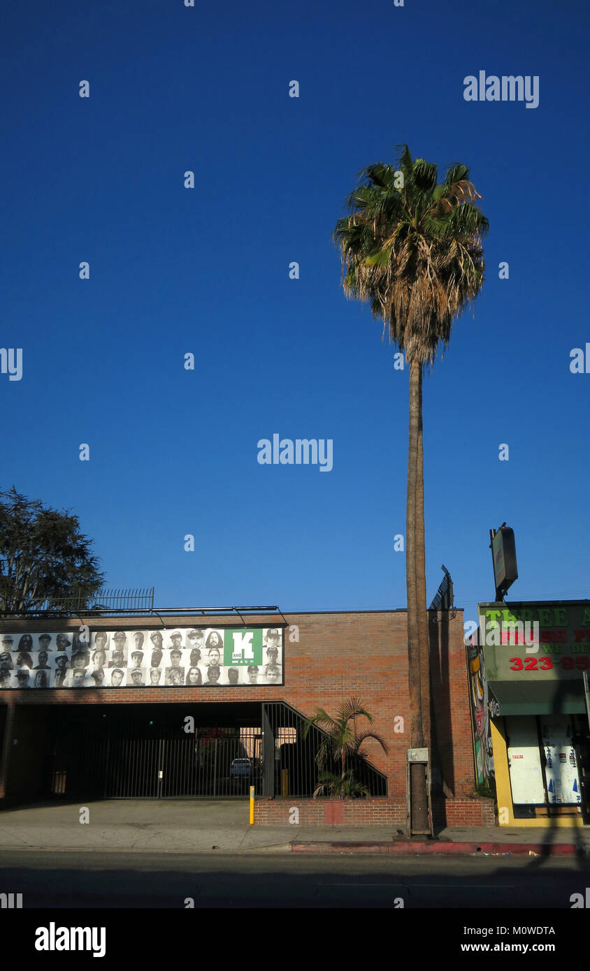 Palm trees in Los Angeles, California, USA Stock Photo - Alamy