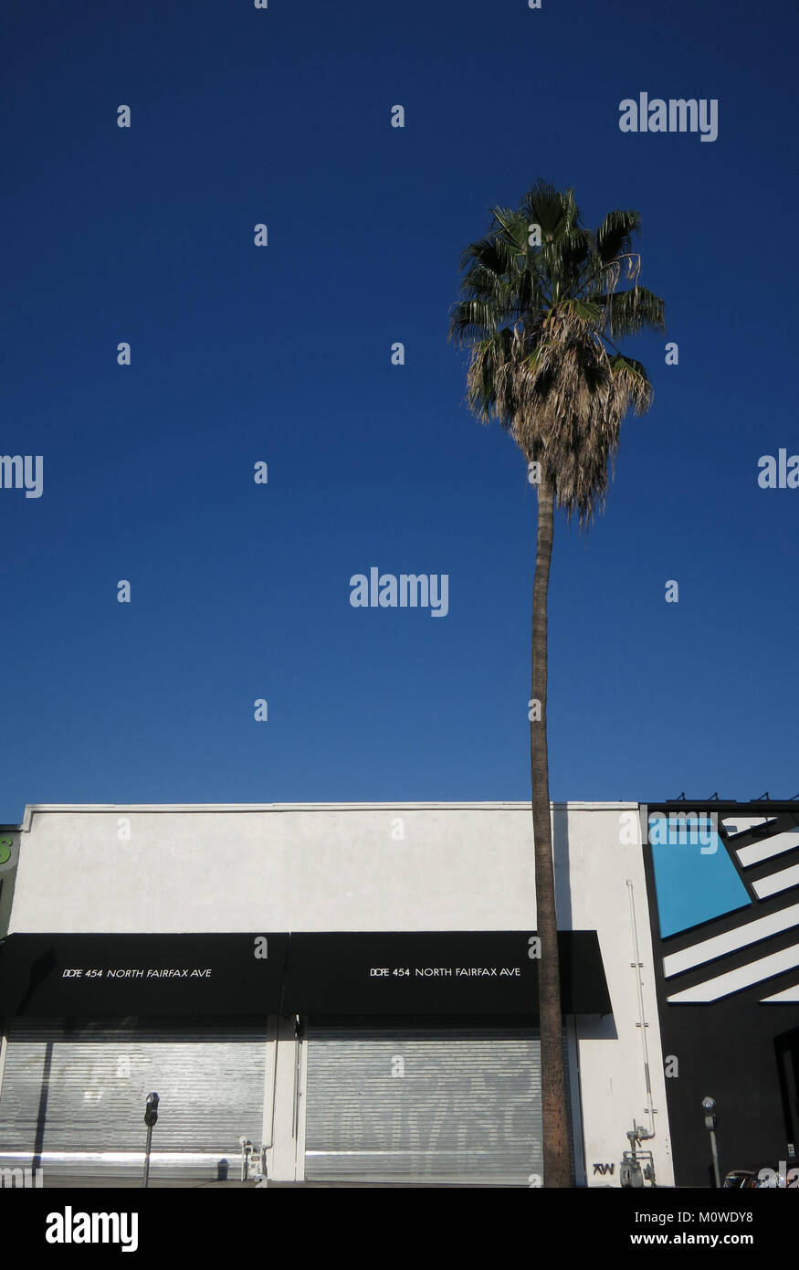 Palm trees in Los Angeles, California, USA Stock Photo - Alamy