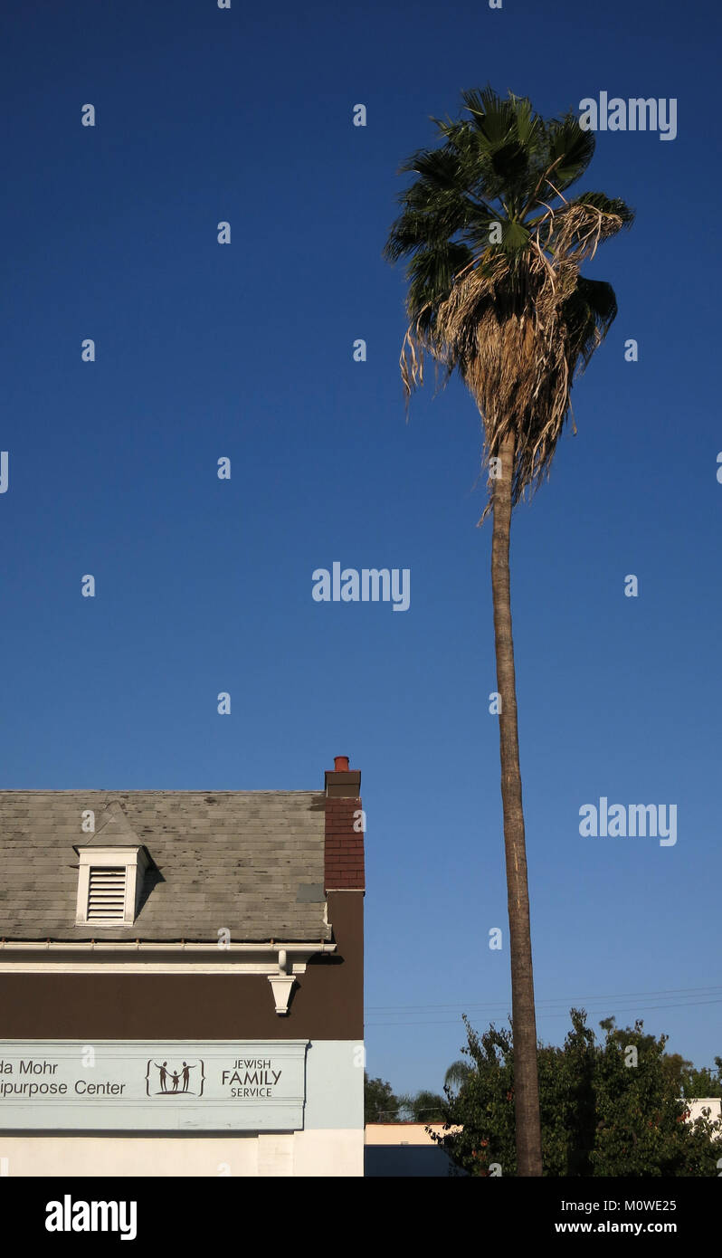 Palm trees in Los Angeles, California, USA Stock Photo - Alamy