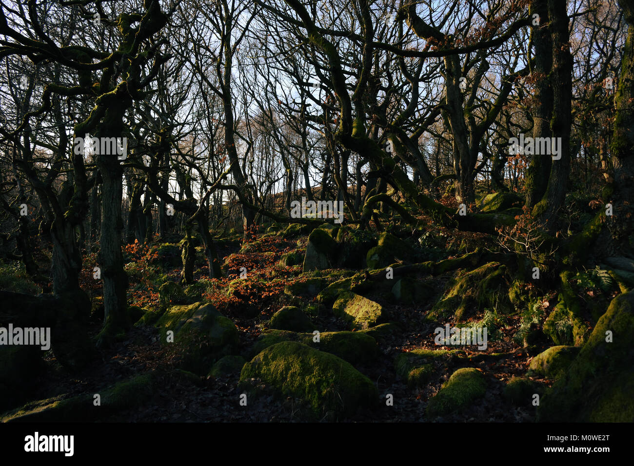 Tangled leaves hi-res stock photography and images - Alamy