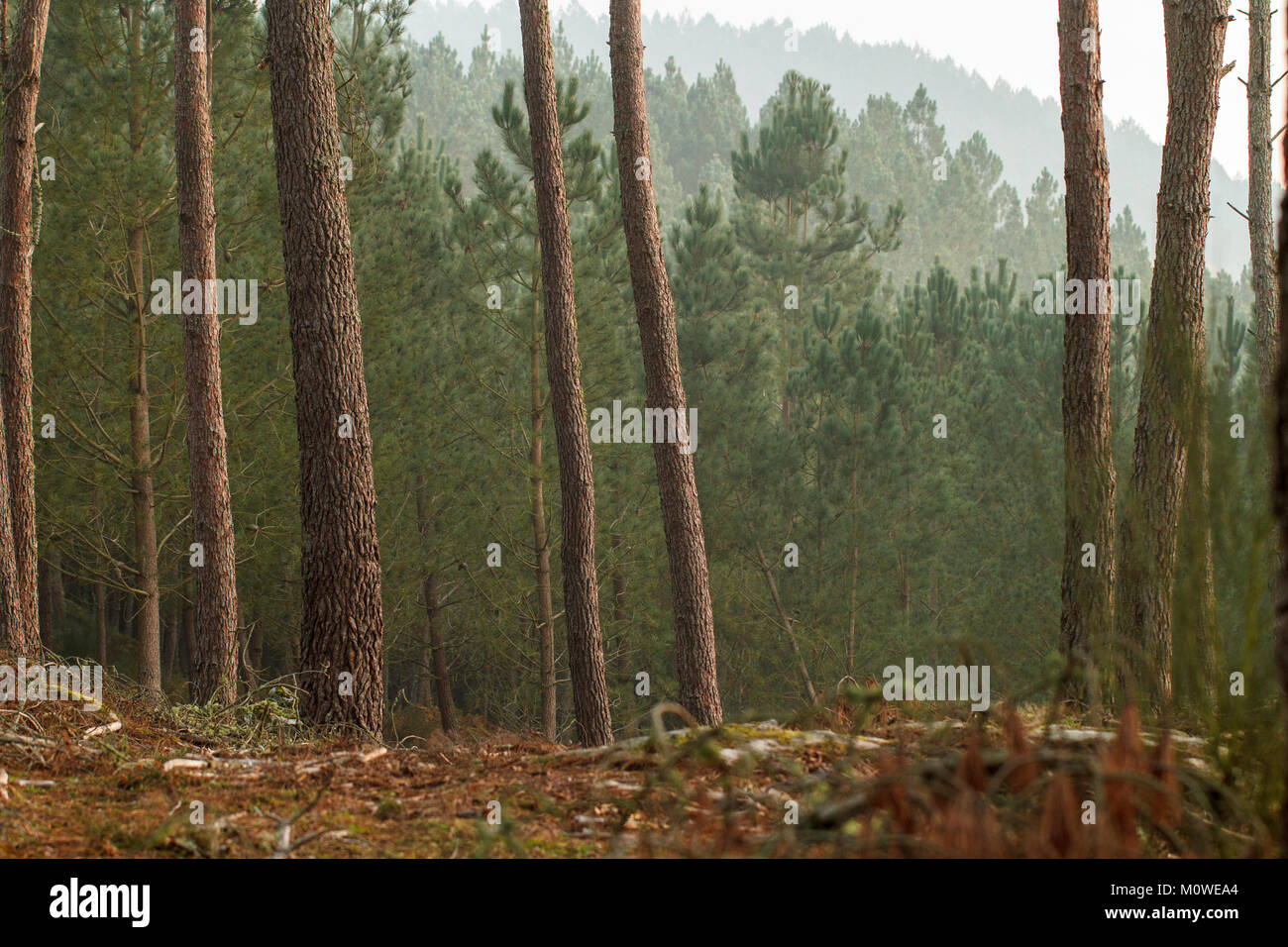 Pine wood forest sunset hi-res stock photography and images - Alamy