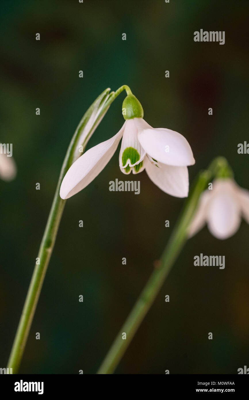 Close up of the flower of single snowdrop Galanthus rhizahensis Stock ...