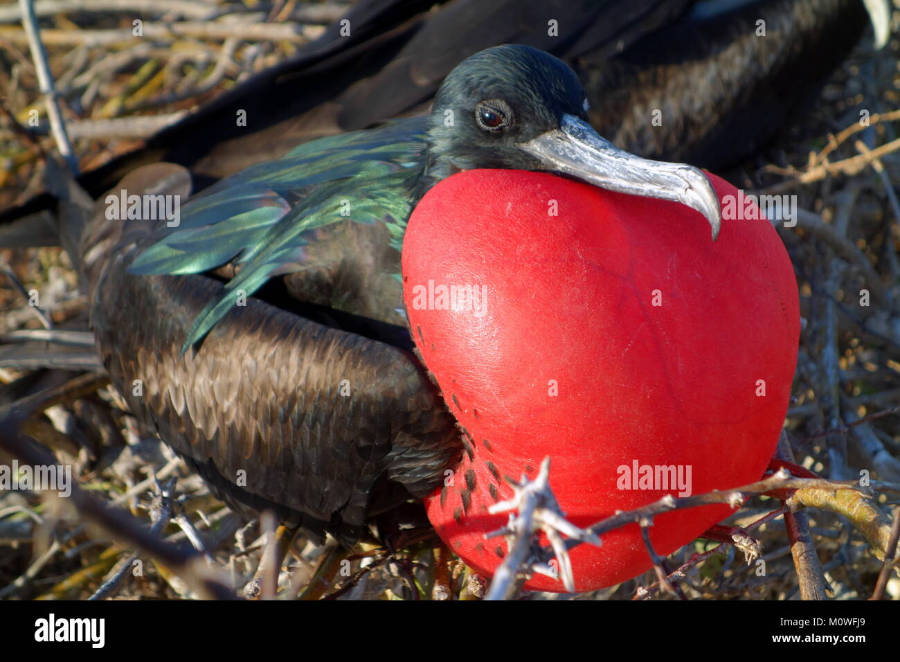 Male Magnificent Frigatebird (Fregata magnificiens) with inflated red ...