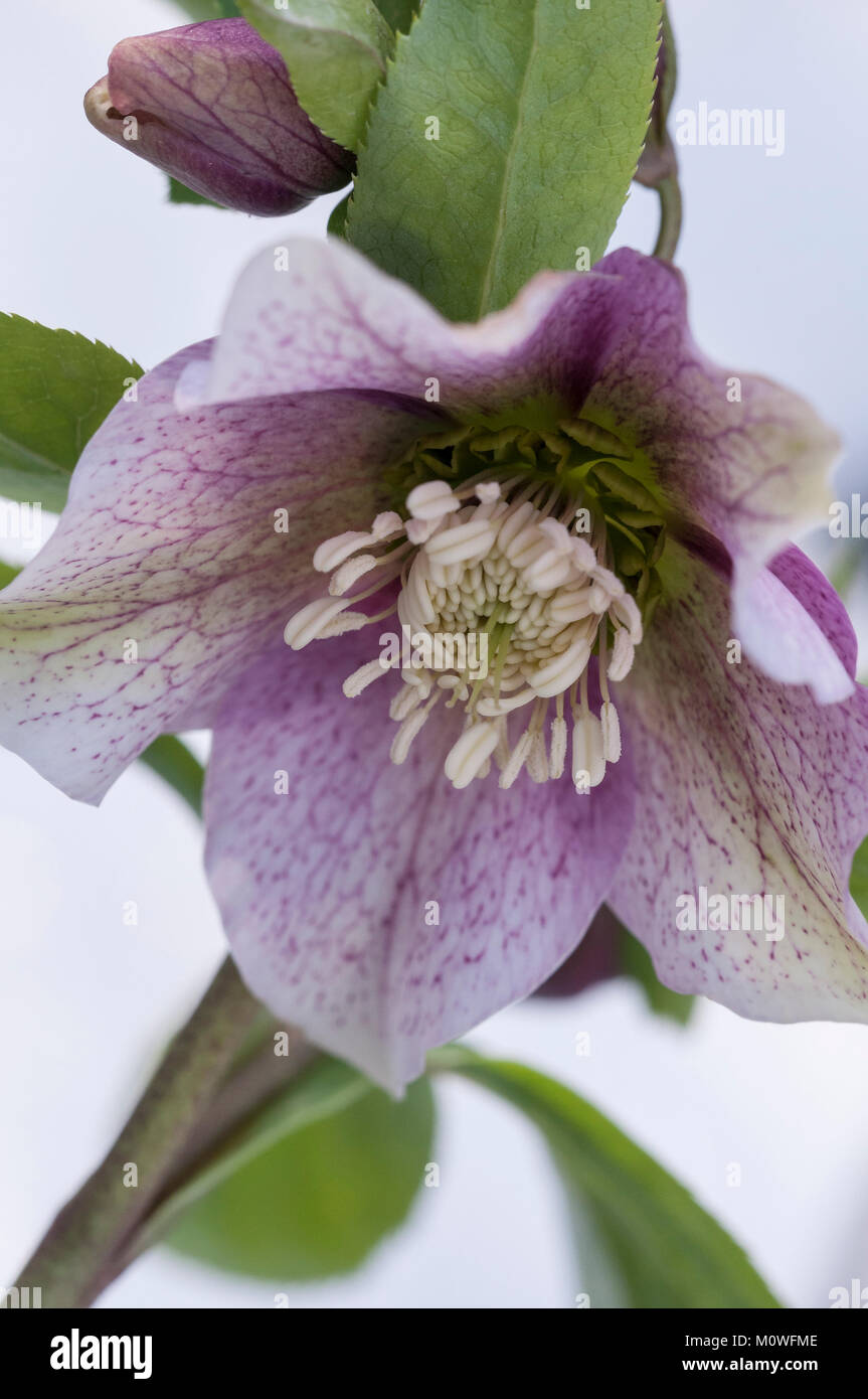 Helleborus - Christrose, Nieswurz Stock Photo - Alamy