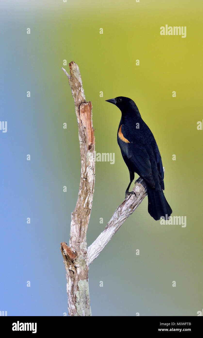 Agelaius assimilis hi-res stock photography and images - Alamy