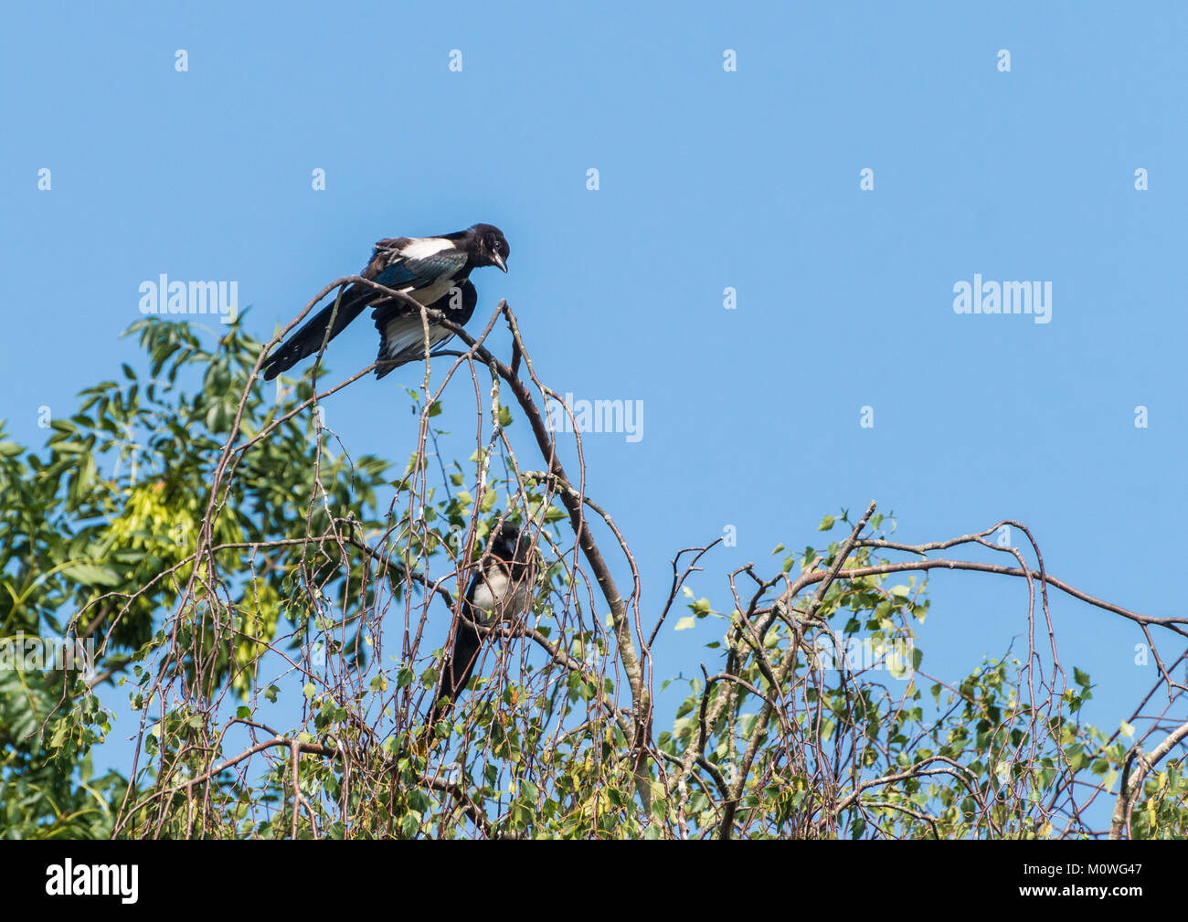 Juvenile magpie hi-res stock photography and images - Alamy