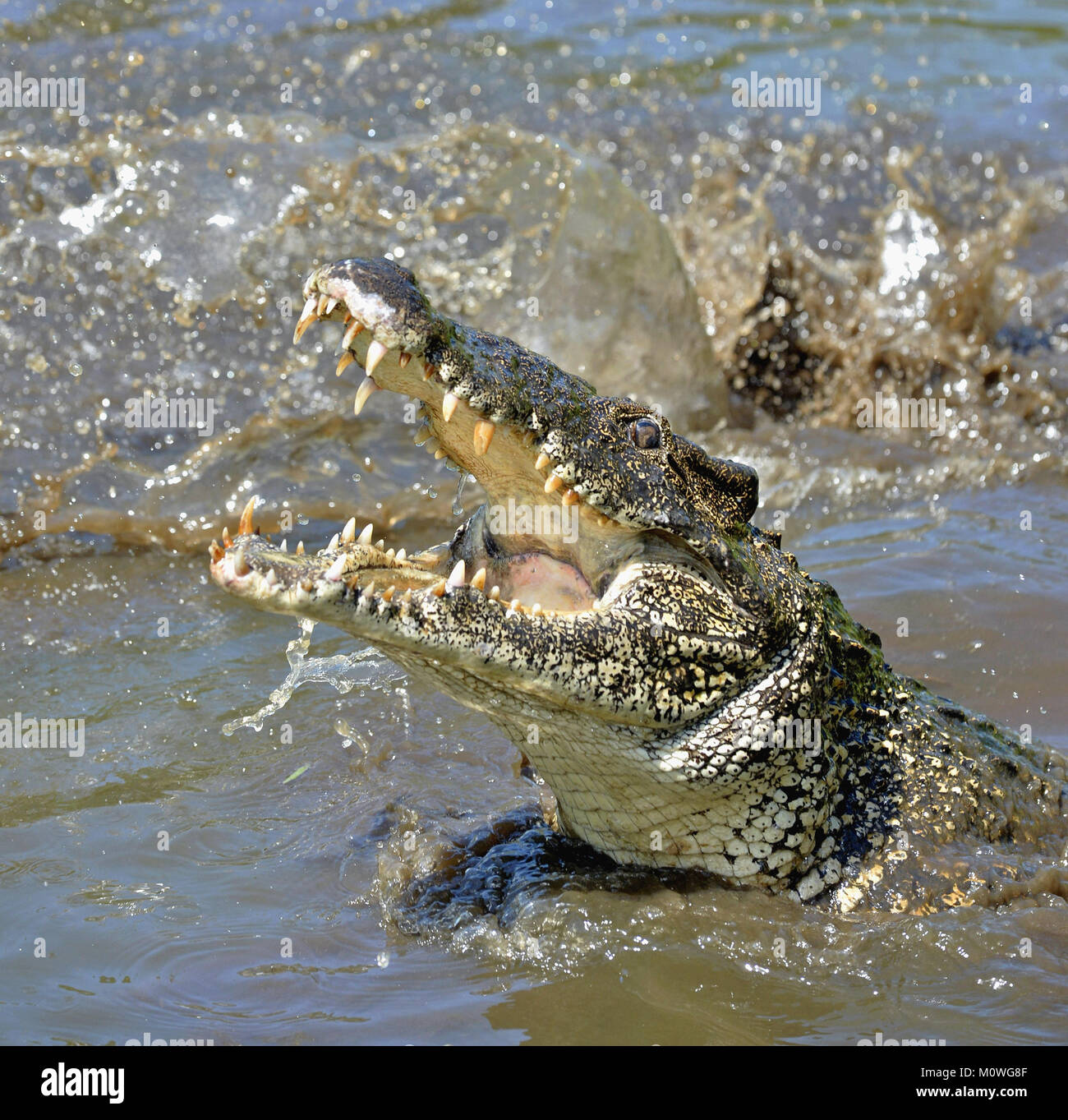 Attack crocodile. Cuban Crocodile (crocodylus rhombifer). The Cuban ...