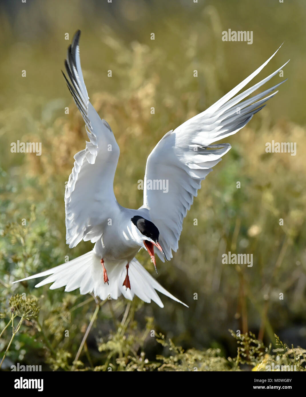 Flitting birds hi-res stock photography and images - Alamy