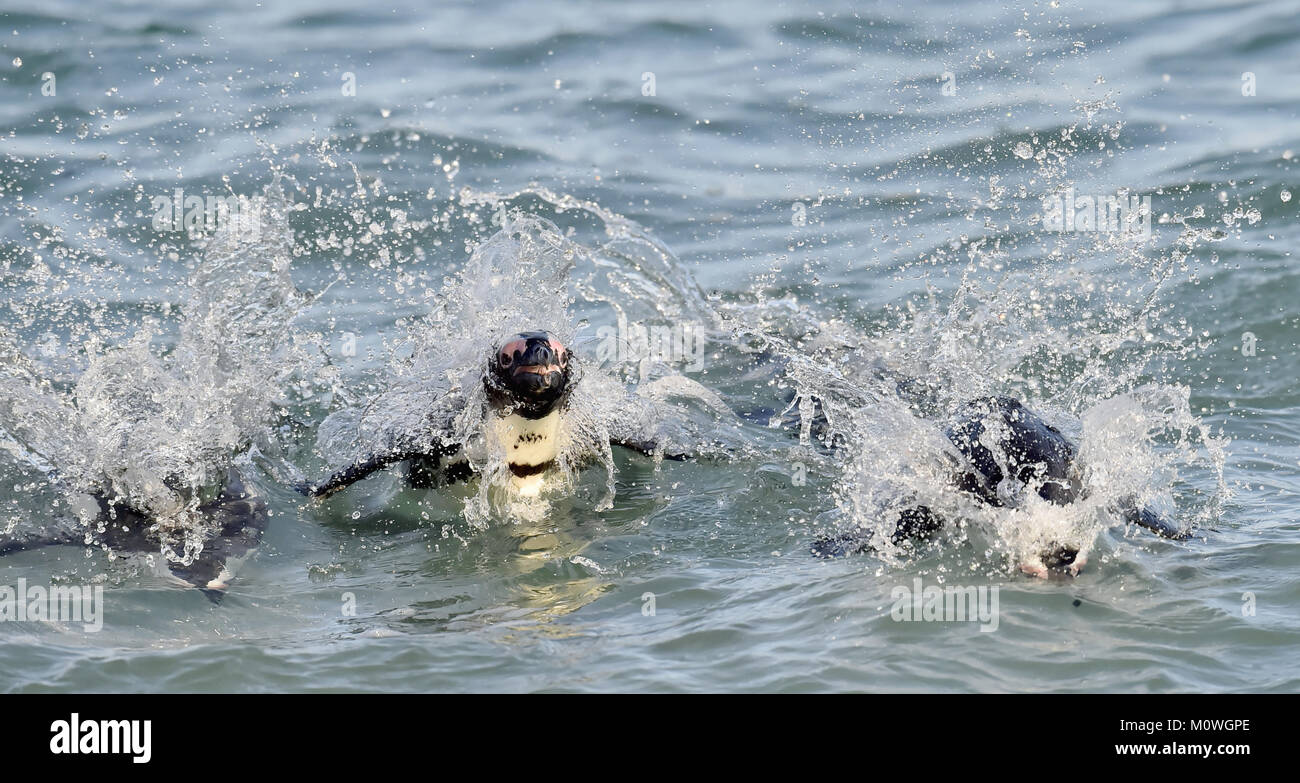 African penguins swimming in ocean. The African penguin (Spheniscus ...