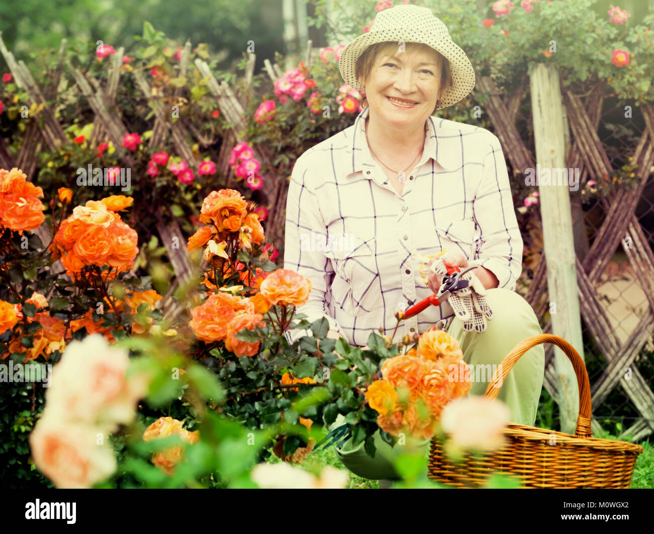 glad mature woman gardener taking care of bush roses outdoors on summer ...