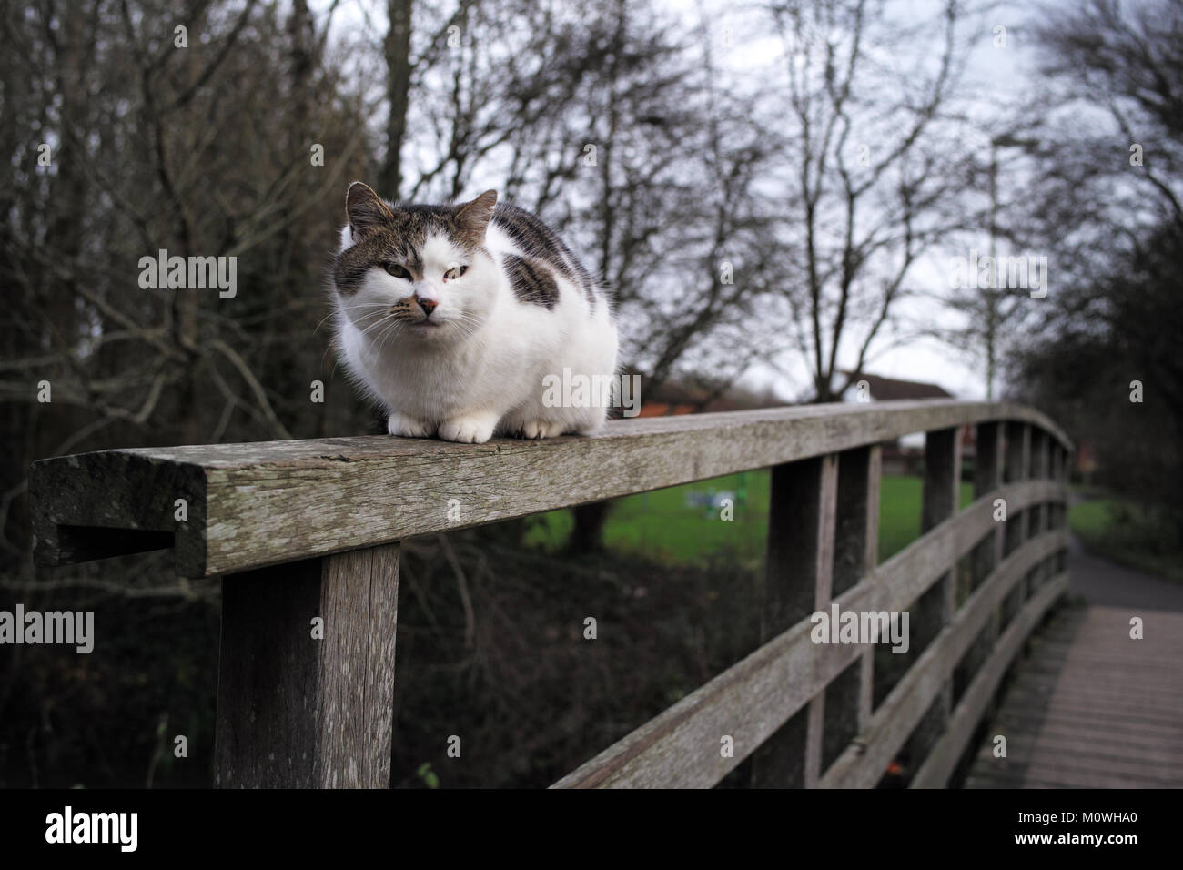 Wooden guard rails hi-res stock photography and images - Alamy