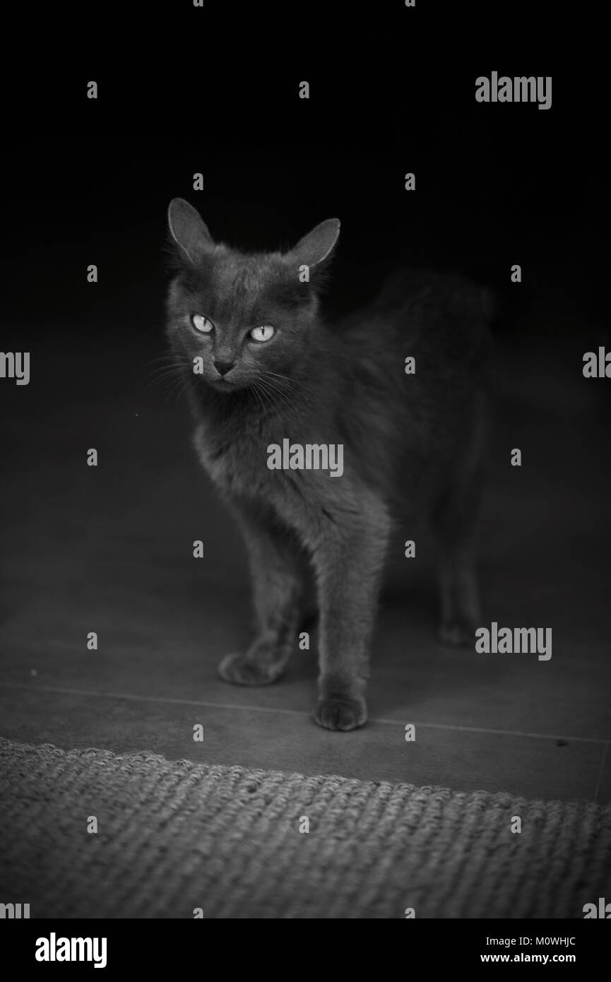 Skinny black cat hi-res stock photography and images - Alamy