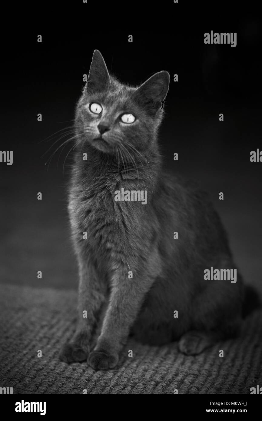 Skinny cat Black and White Stock Photos & Images - Alamy
