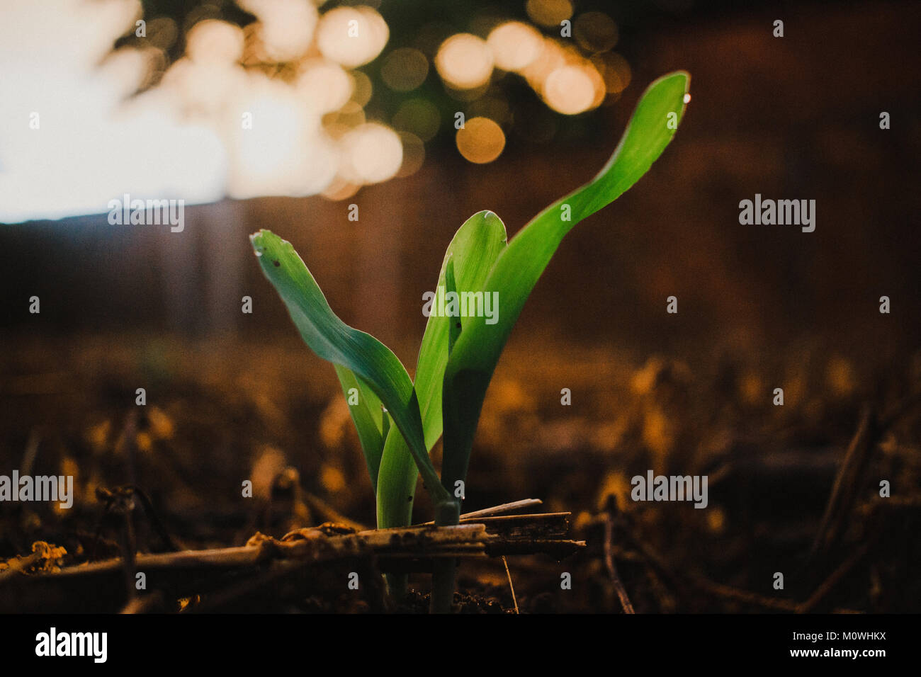 Corn sprout growing Stock Photo - Alamy