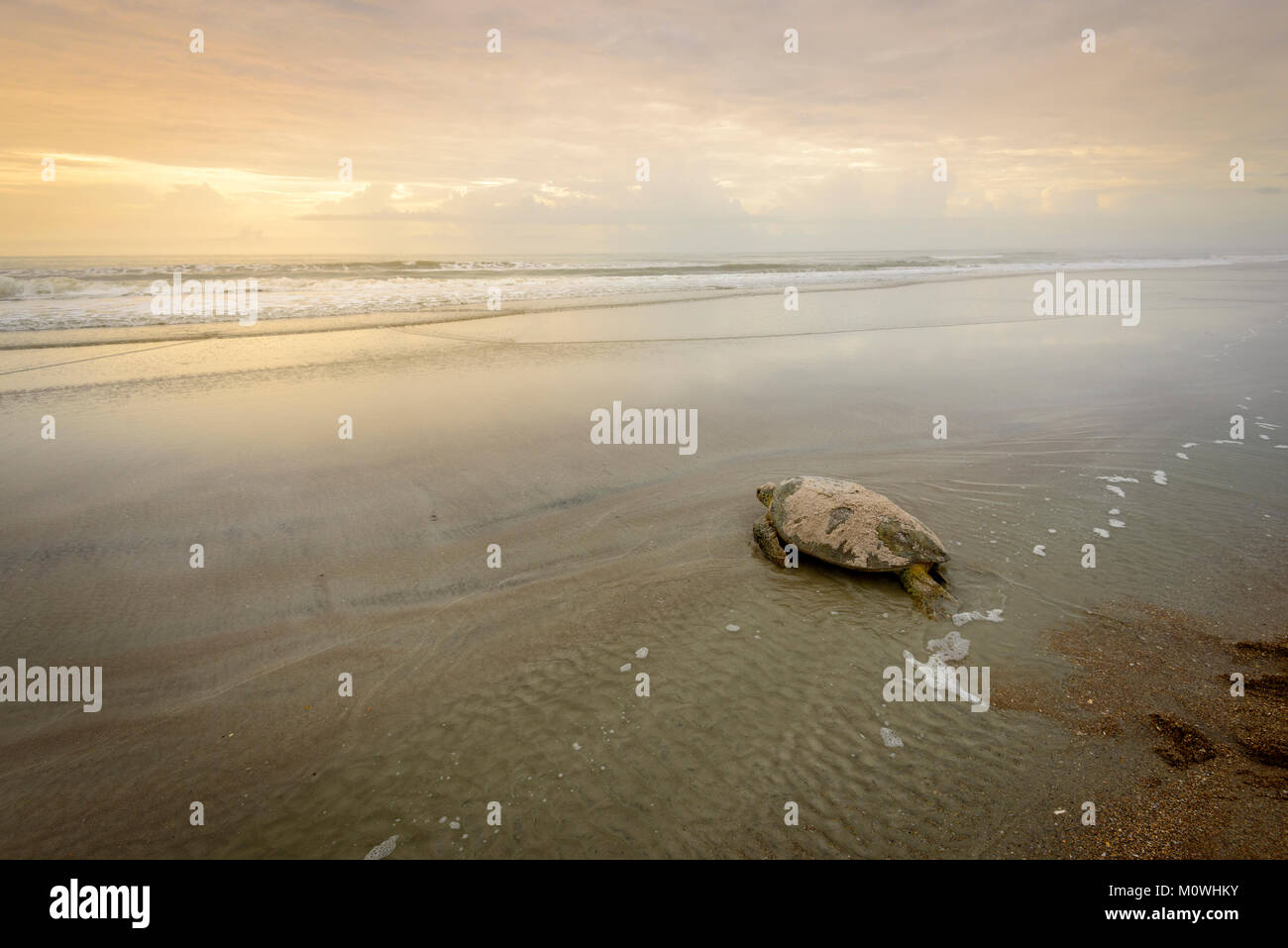 Green Sea Turtle Returning to the Ocean After Laying Eggs at sunrise ...