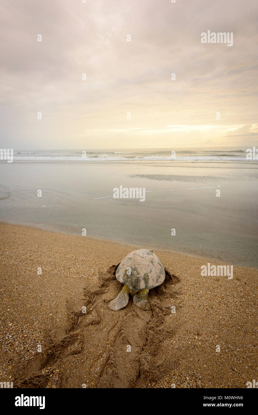 Green Sea Turtle Returning to the Ocean After Laying Eggs at sunrise ...