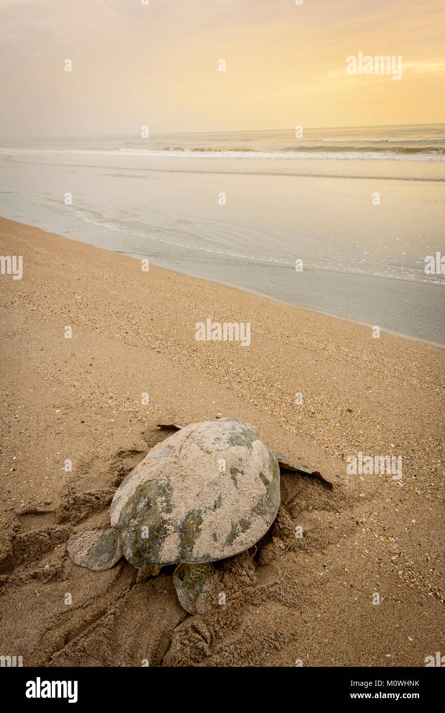 Green Sea Turtle Returning to the Ocean After Laying Eggs at sunrise ...