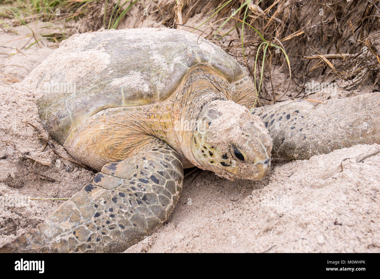 Sea Turtle Laying Eggs High Resolution Stock Photography and Images - Alamy