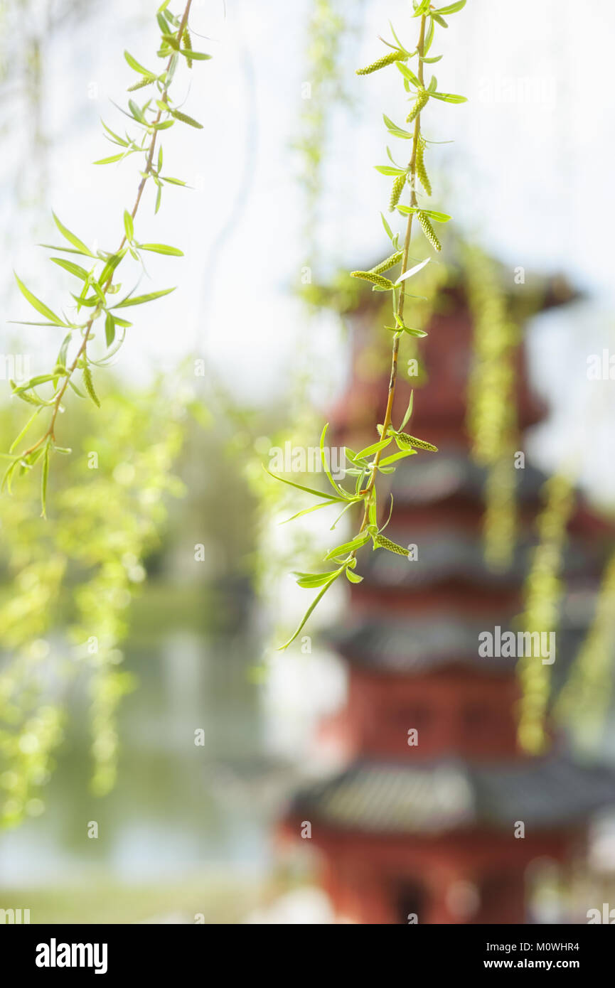 Spring Oriental background with fresh willow leaves in formal Chinese ...