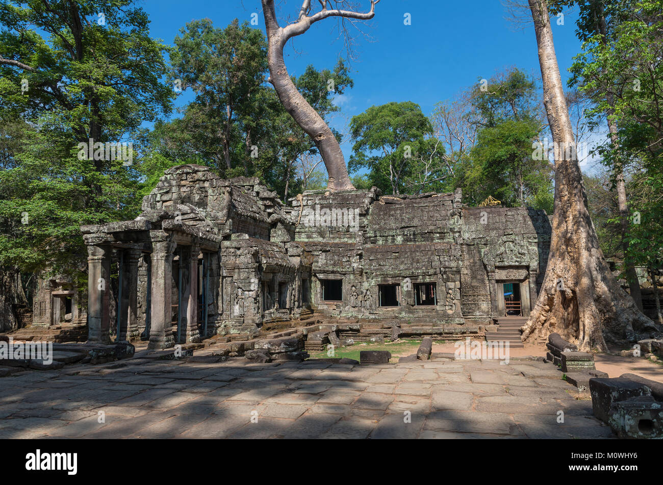 Big tree on the ancient Prasat Ta Phrom, Angkor Wat, Cambodia Stock ...