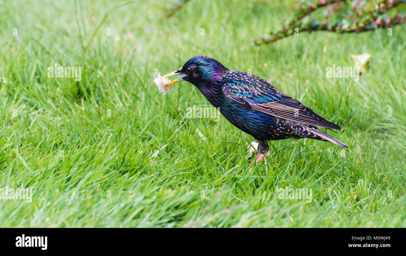 A shot of a starling collecting food for its young Stock Photo - Alamy