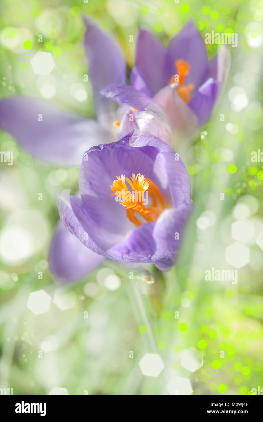 Spring background with purple crocus flowers on fresh green Stock Photo ...