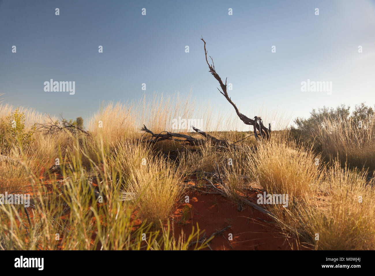 Grass in the red dust of Australian Outback Stock Photo - Alamy