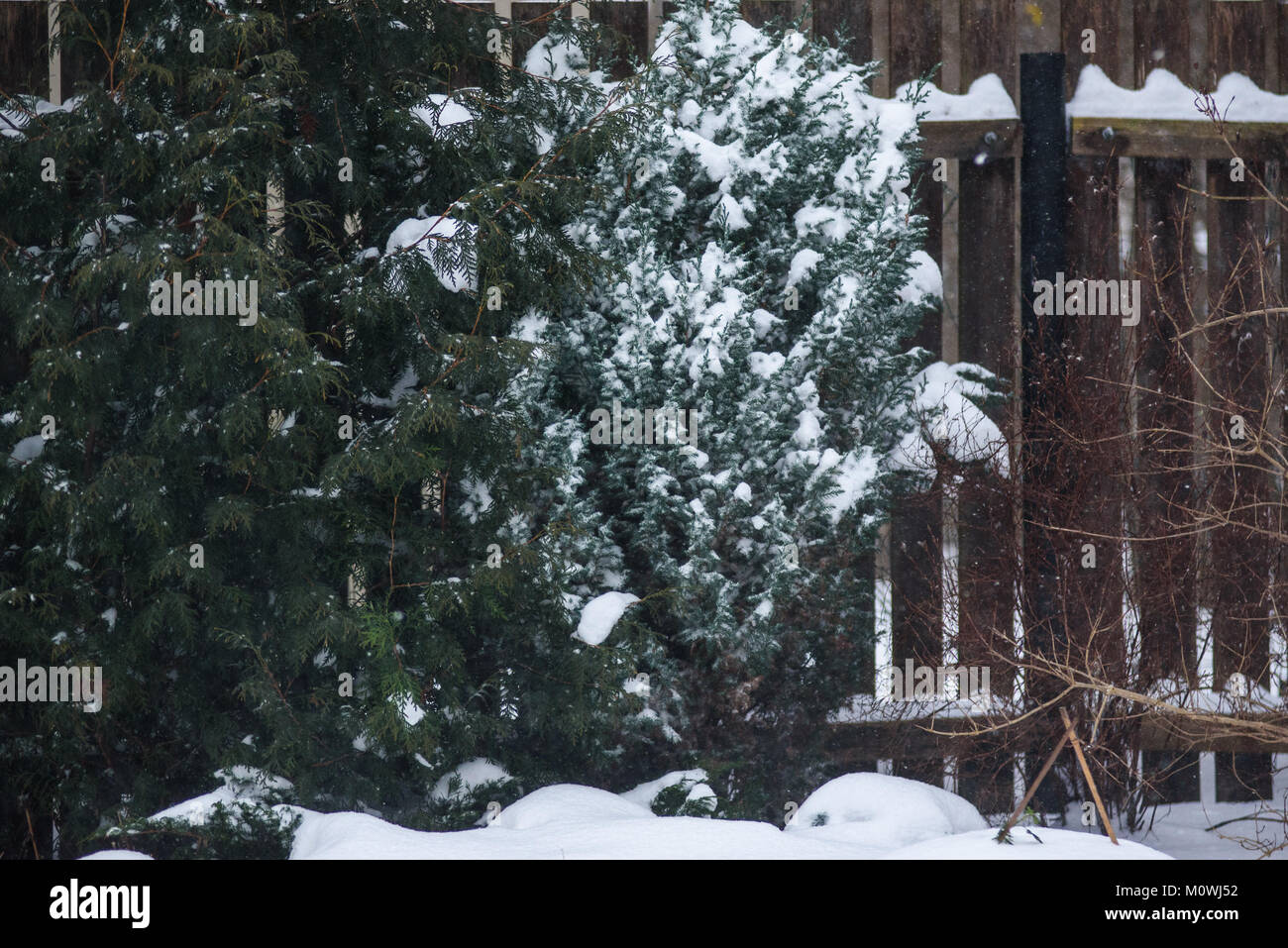 Juniper in the snow hi-res stock photography and images - Alamy